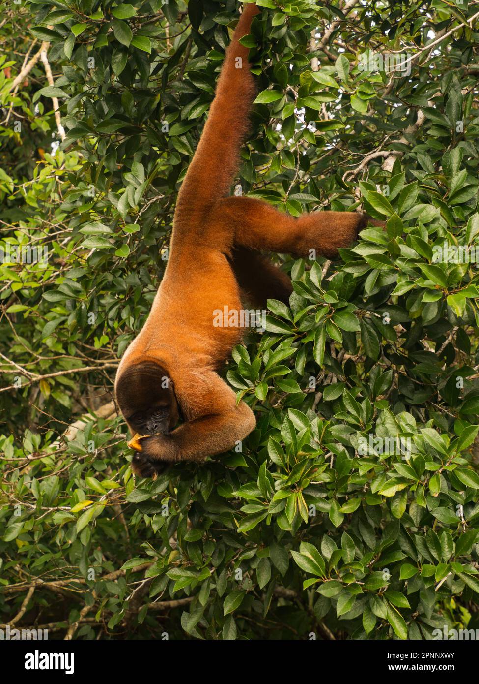 Woolly (chorongo) monkey in the Amazonia, Amazonia, Pacaya Samiria ...