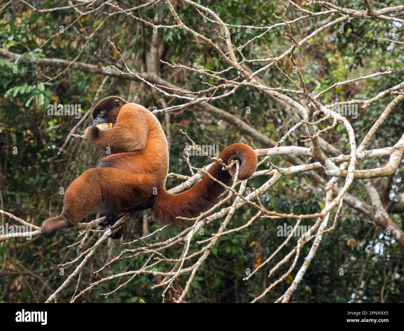Woolly (chorongo) monkey in the Amazonia, Amazonia, Pacaya Samiria ...