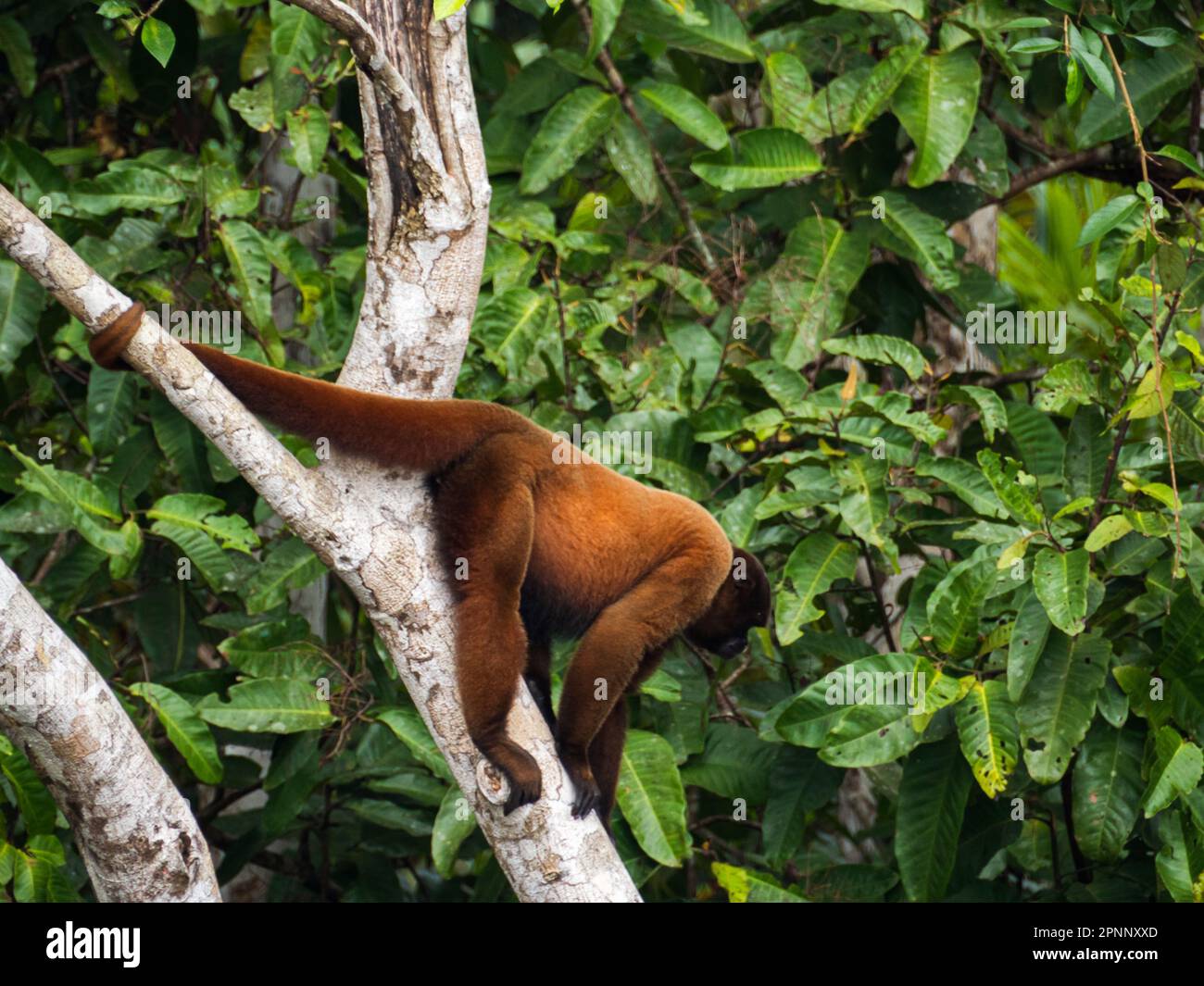 Woolly (chorongo) monkey in the Amazonia, Amazonia, Pacaya Samiria ...