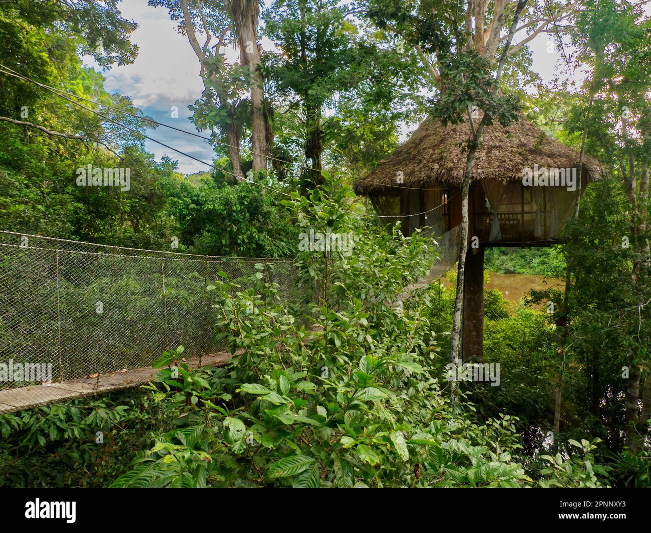 Glamping accommodation in the Amazon rainforest. Wooden treehouse ...
