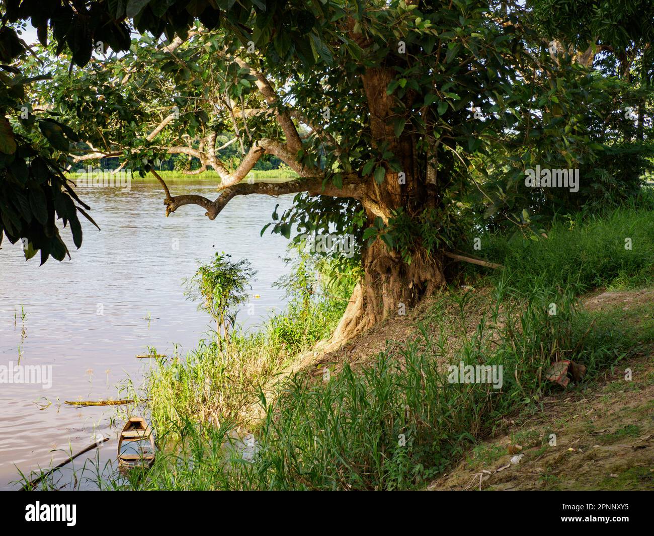 Huge trees on the banks of the Javari River, basin of Amazon River ...