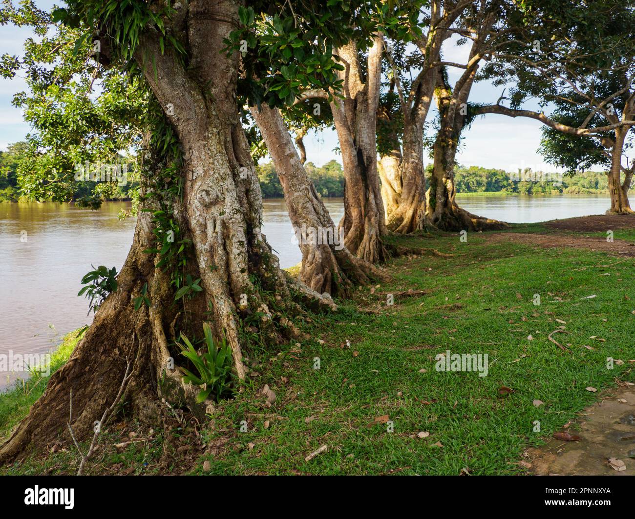 Huge trees on the banks of the Javari River, basin of Amazon River ...