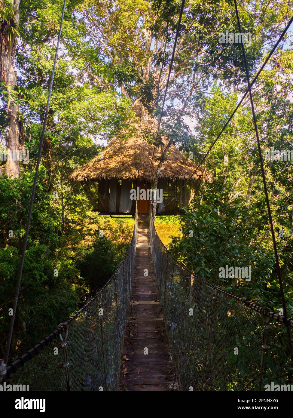 Glamping accommodation in the Amazon rainforest. Wooden treehouse ...
