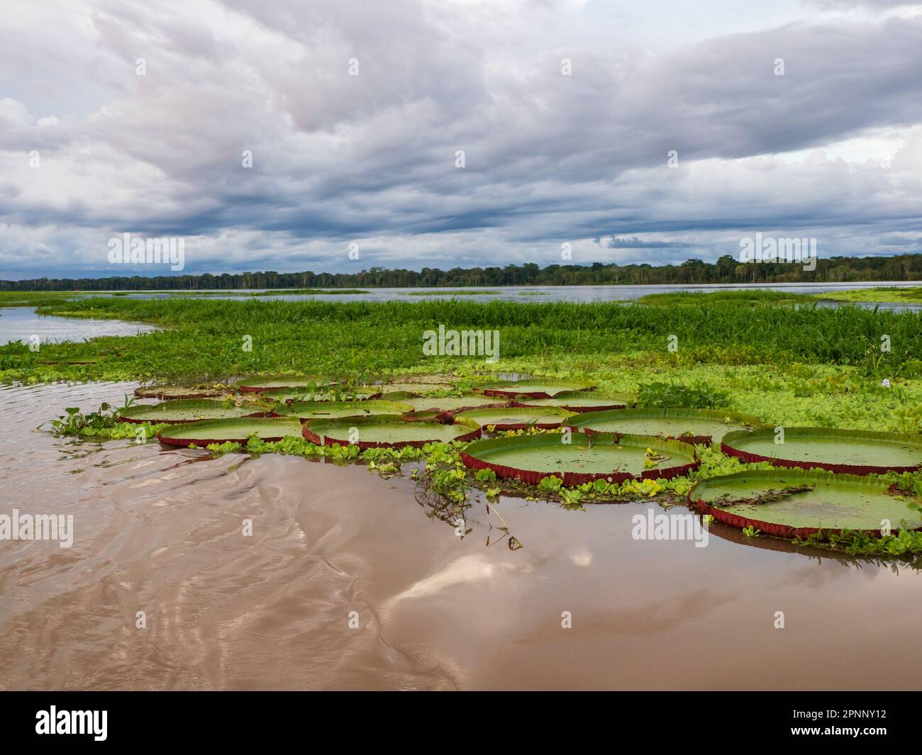 Victoria amazonica in Pacaya Samiria National Reserve. It is a species ...