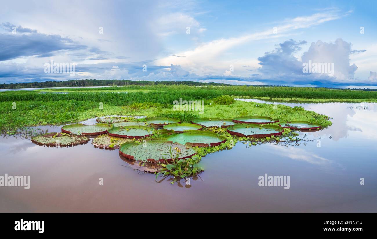 Victoria amazonica in Pacaya Samiria National Reserve. It is a species ...