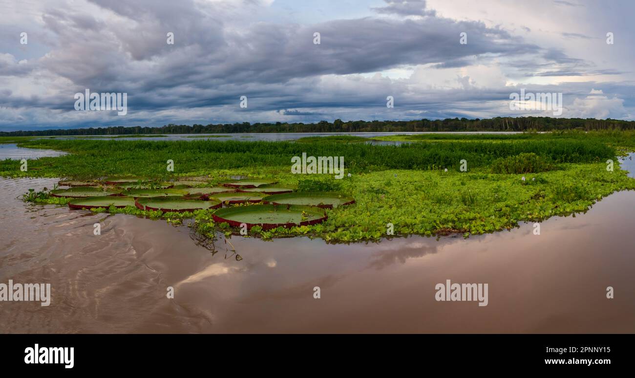 Victoria amazonica in Pacaya Samiria National Reserve. It is a species ...