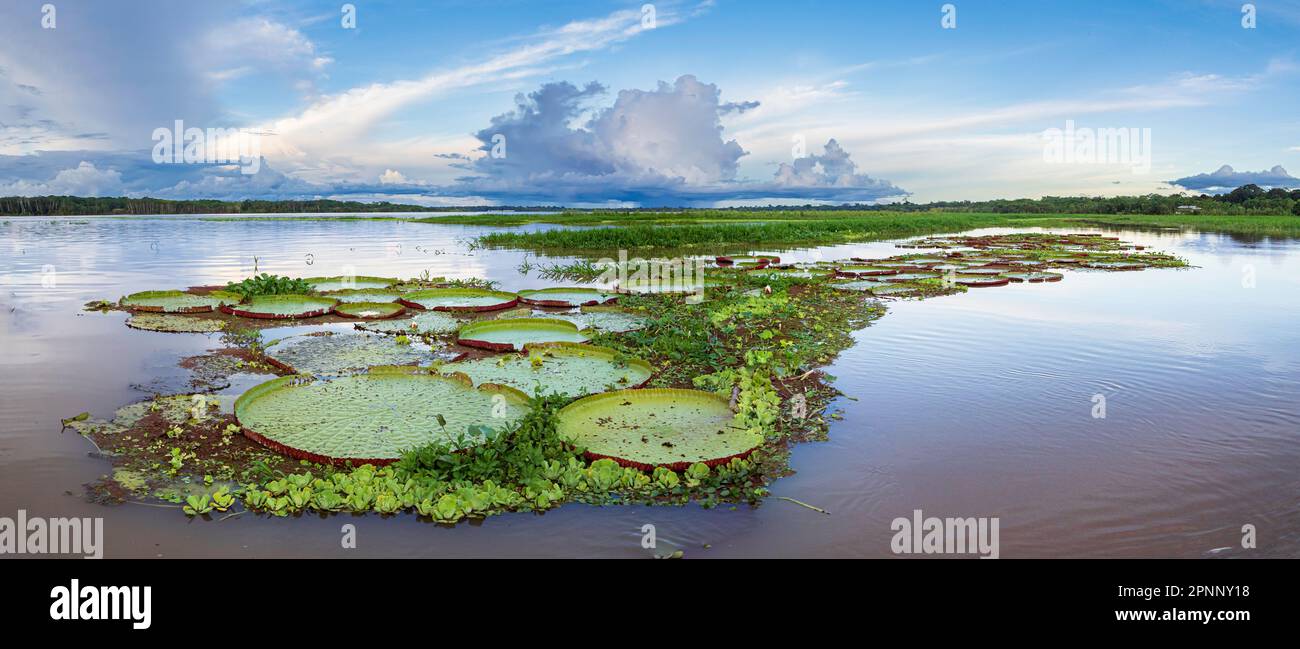 Victoria amazonica in Pacaya Samiria National Reserve. It is a species ...