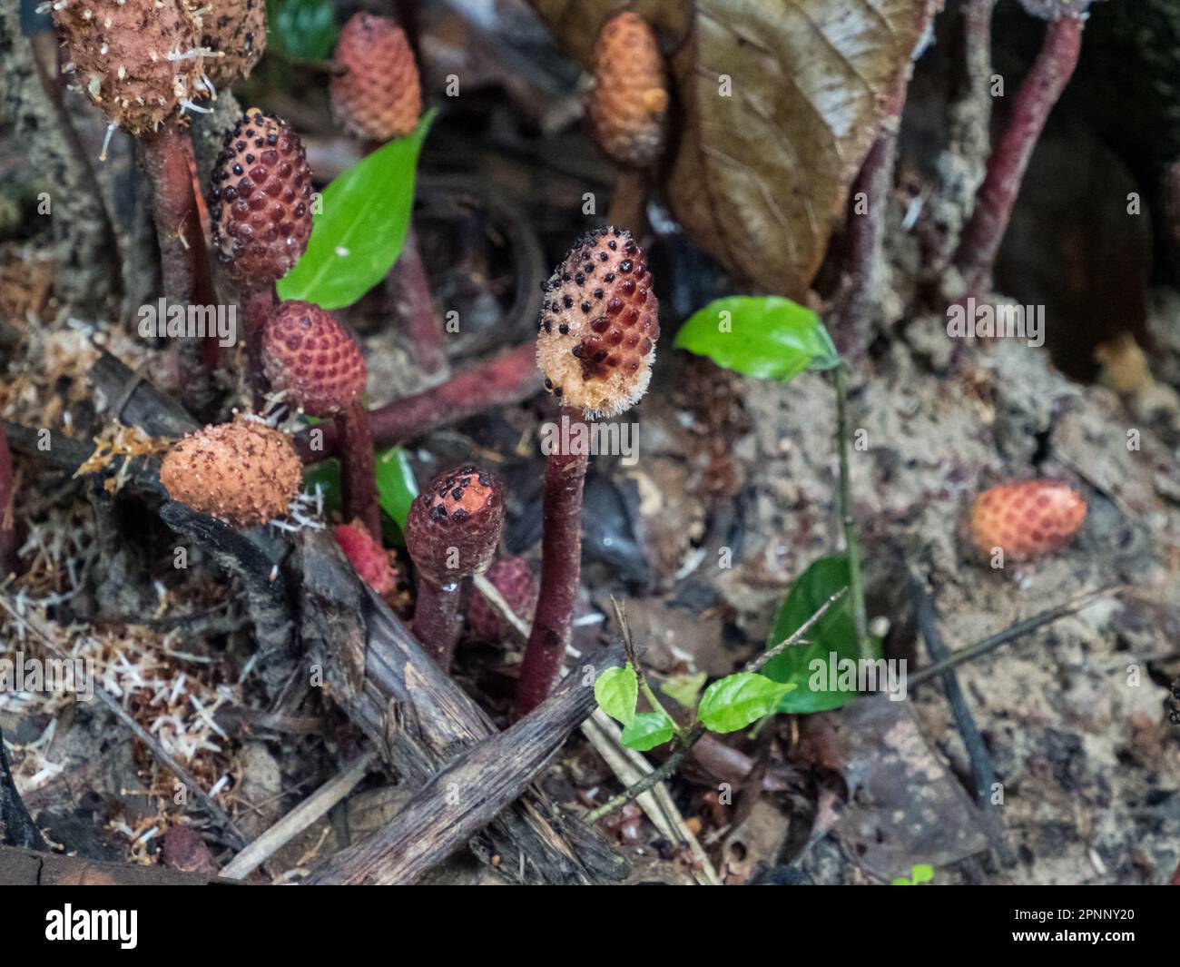 The fungus grows on a decaying at the bottom of the Amazon rainforest ...