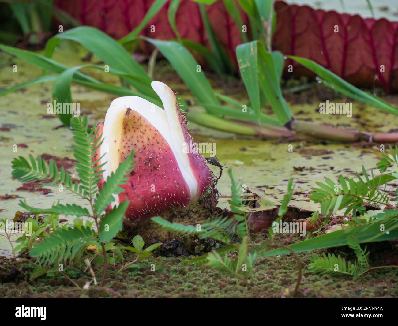 Victoria amazonica in Pacaya Samiria National Reserve. It is a species ...