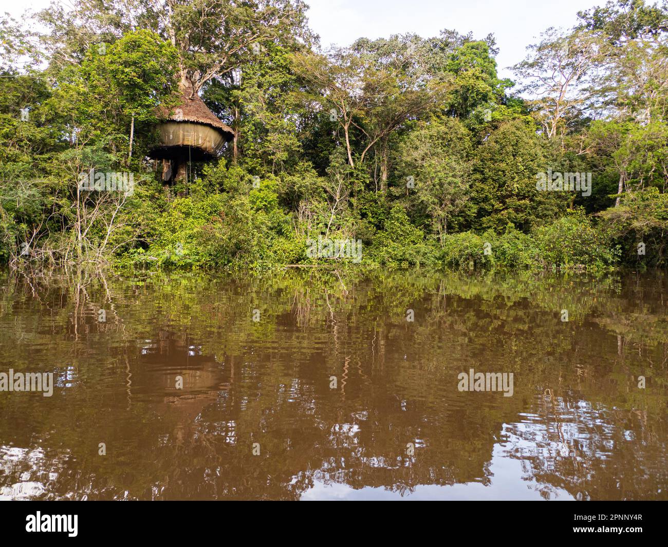 Glamping accommodation in the Amazon rainforest. Wooden treehouse ...