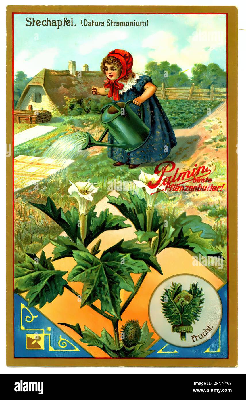 Poisonous Plants Loco Weed - Vintage German Tradecard Stock Photo - Alamy