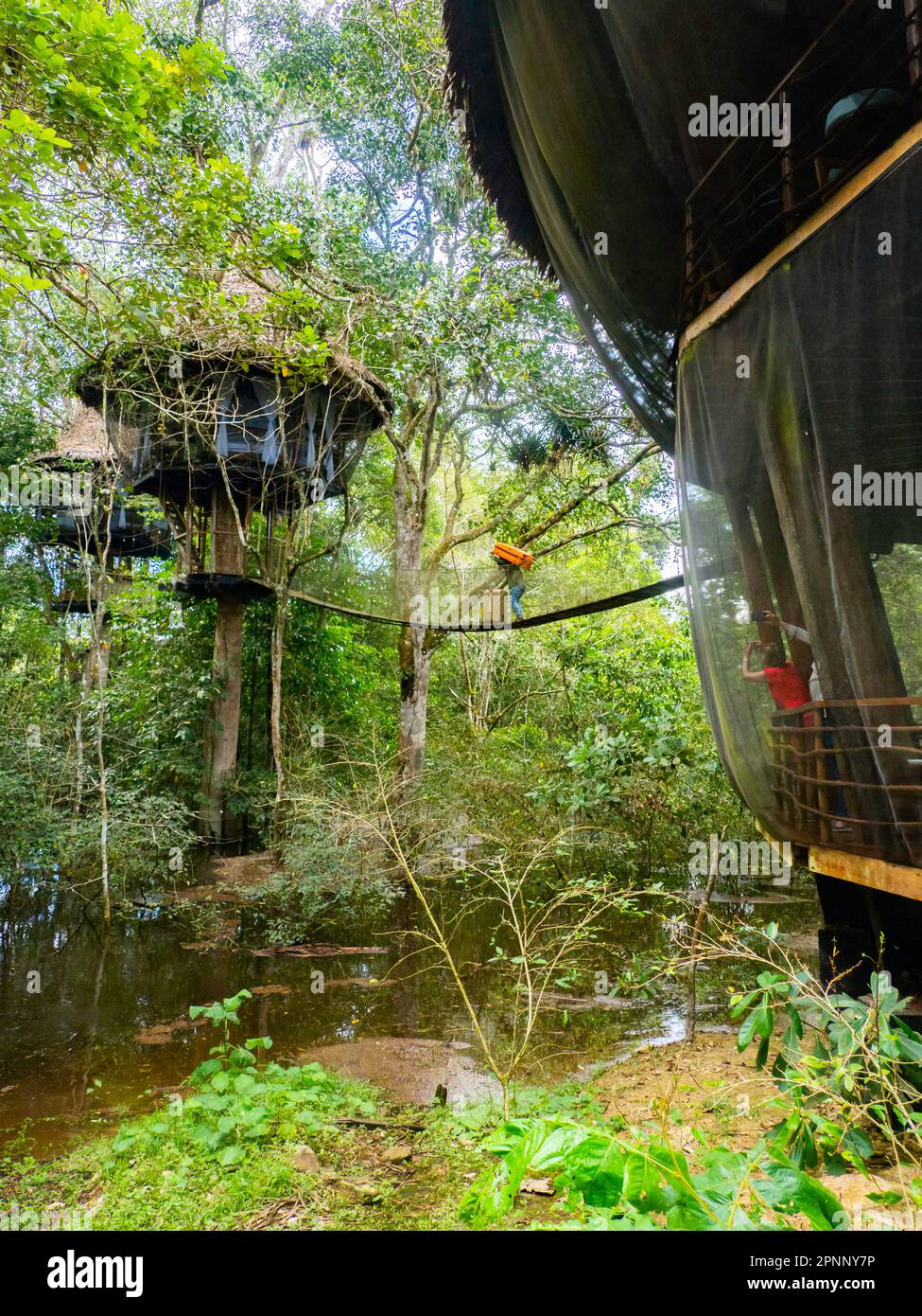 Glamping accommodation in the Amazon rainforest. Wooden treehouse ...