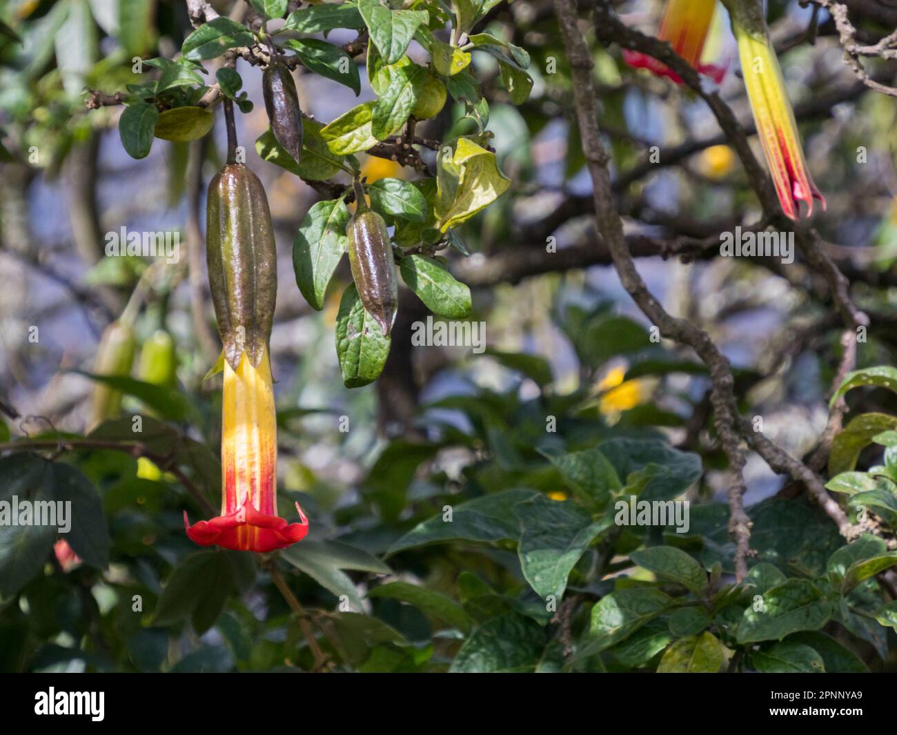 Red Angel's trumpet (Brugmansia sanguinea) flowers, Flowers in shape of ...