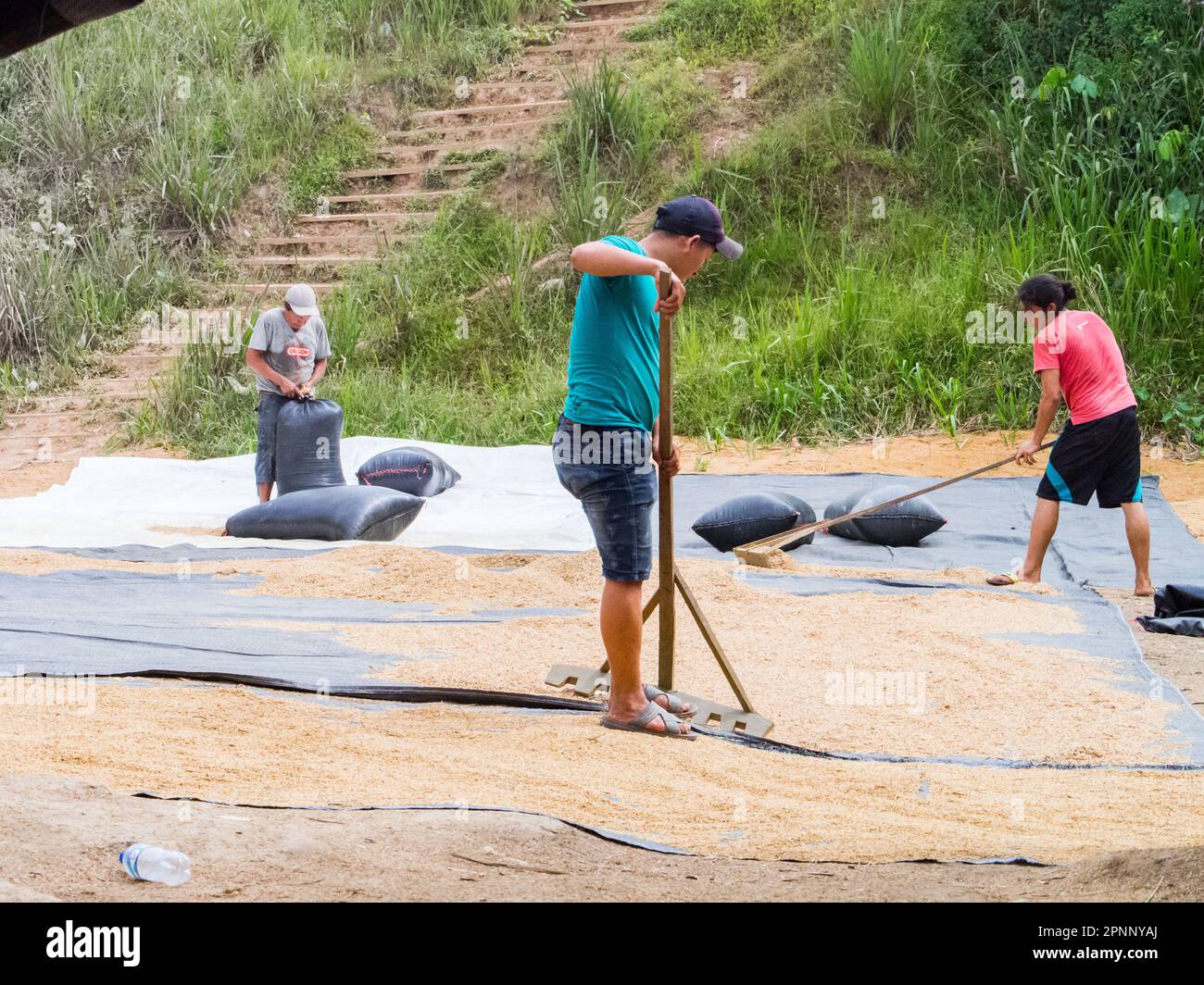 Amazonia, Peru - Dec, 2017: Local people are drying rice in a small ...