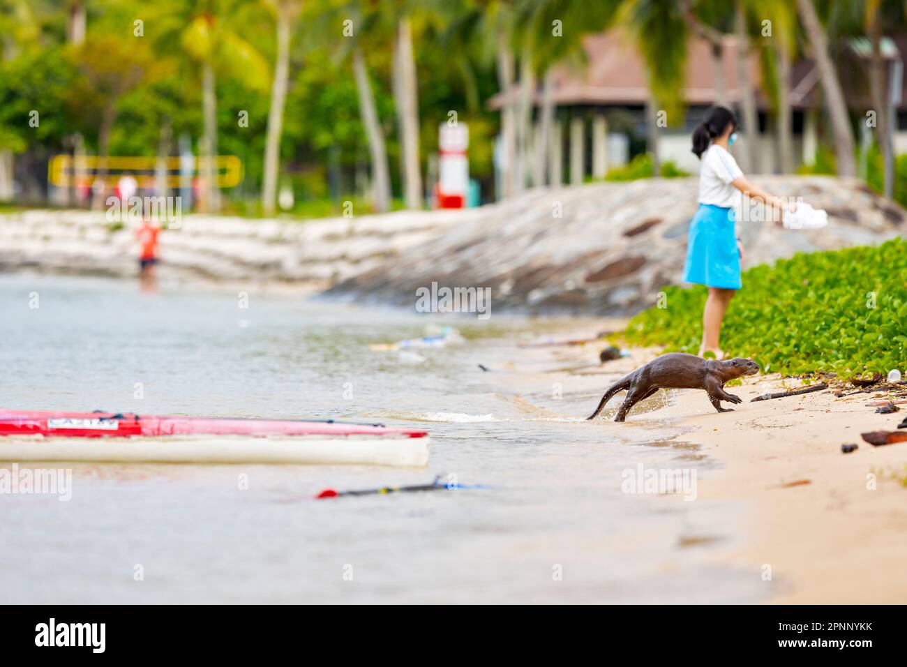 Smooth coated otter running onto a beach next to a schoolgirl on the ...