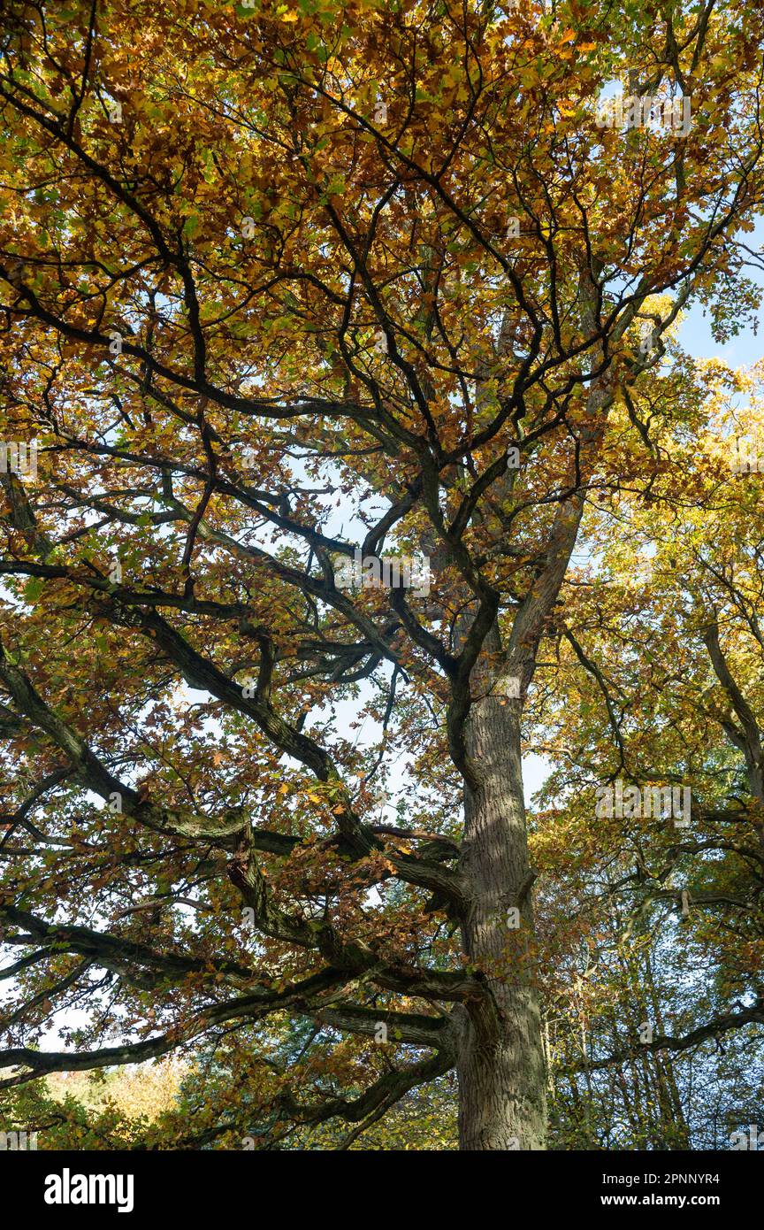 Big tree with autumn foliage with sky Stock Photo - Alamy