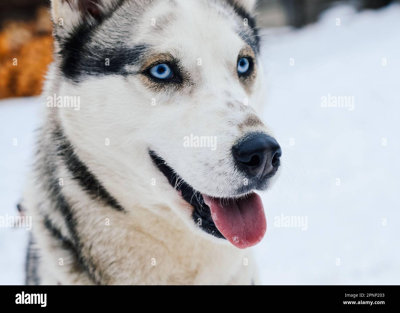 Female siberian husky hi-res stock photography and images - Alamy