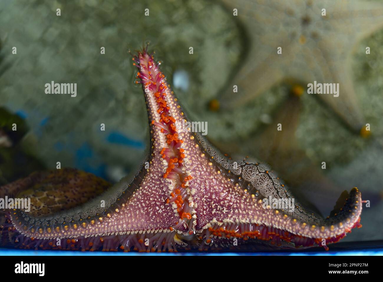 Detail of small red suckers of orange starfish arm when sea star is out ...