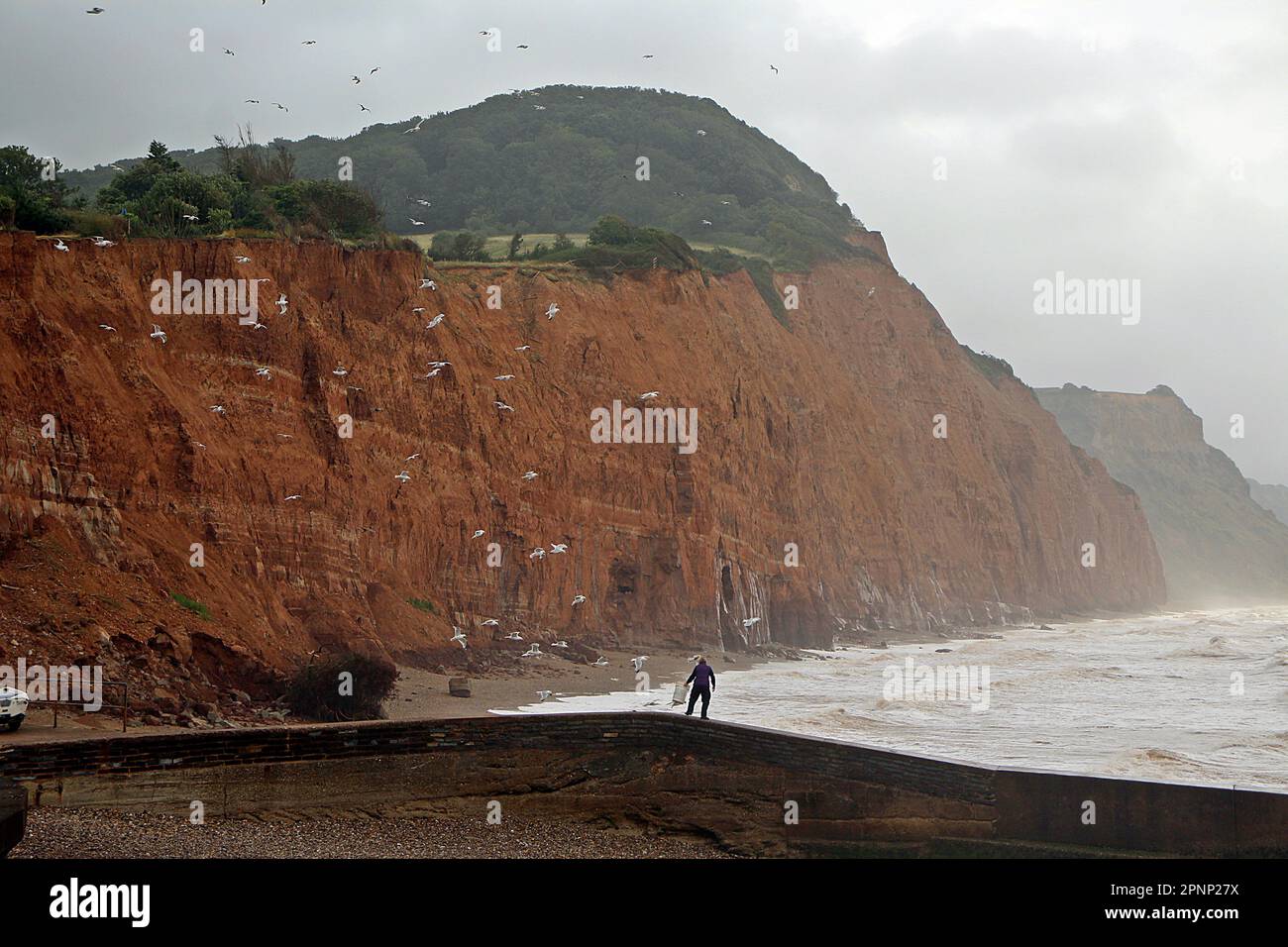 Gulls and stormy seas crashing the cliffs at the sea front - Sidmouth ...