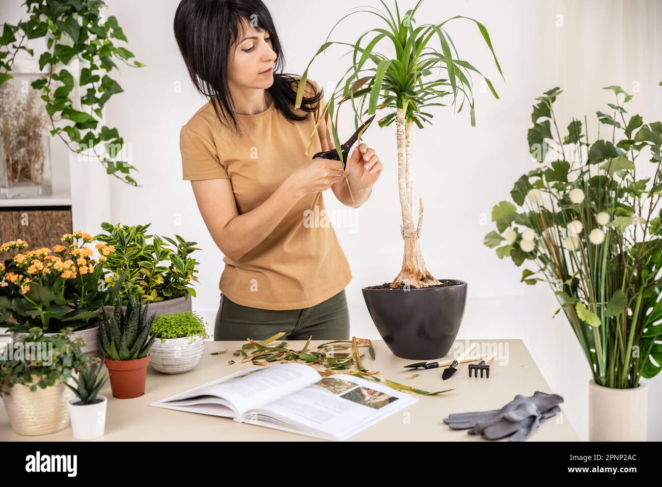 Female gardener cutting dry leaves of houseplant working at workshop ...