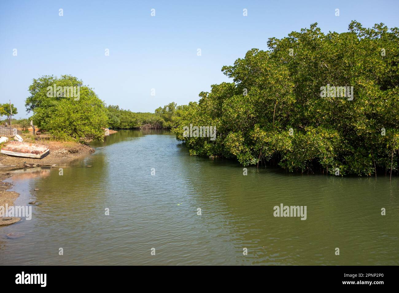 small shallow river in West Africa lined with Black Mangrove in West ...