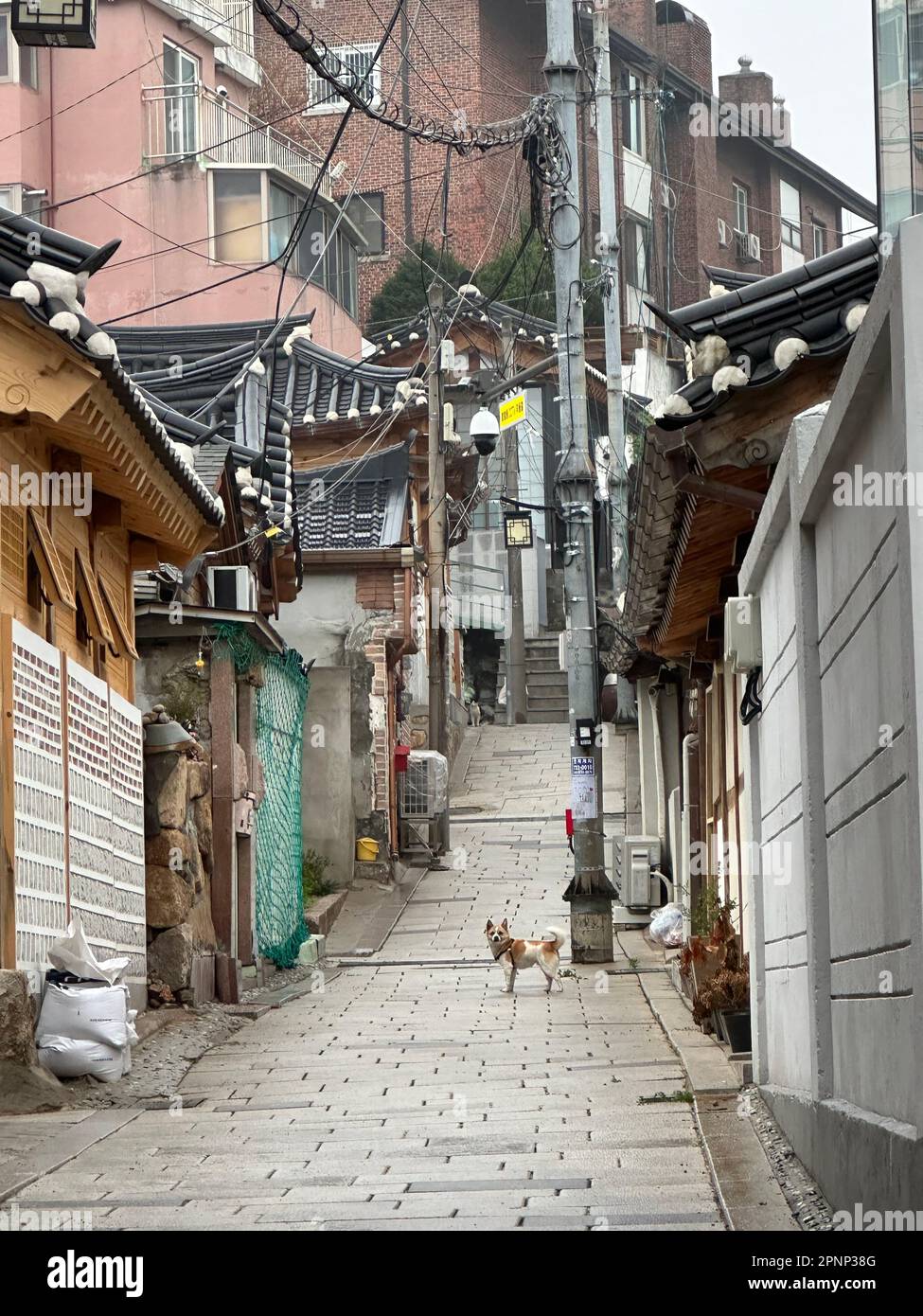Alleyway with traditional Hanok Houses and dog in Seochon Neighborhood ...