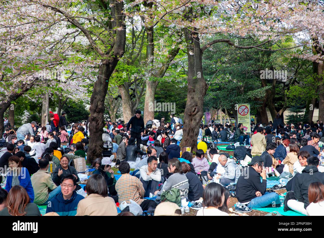 Ueno Park Tokyo, April 2023, crowds family and friends picnic to view ...