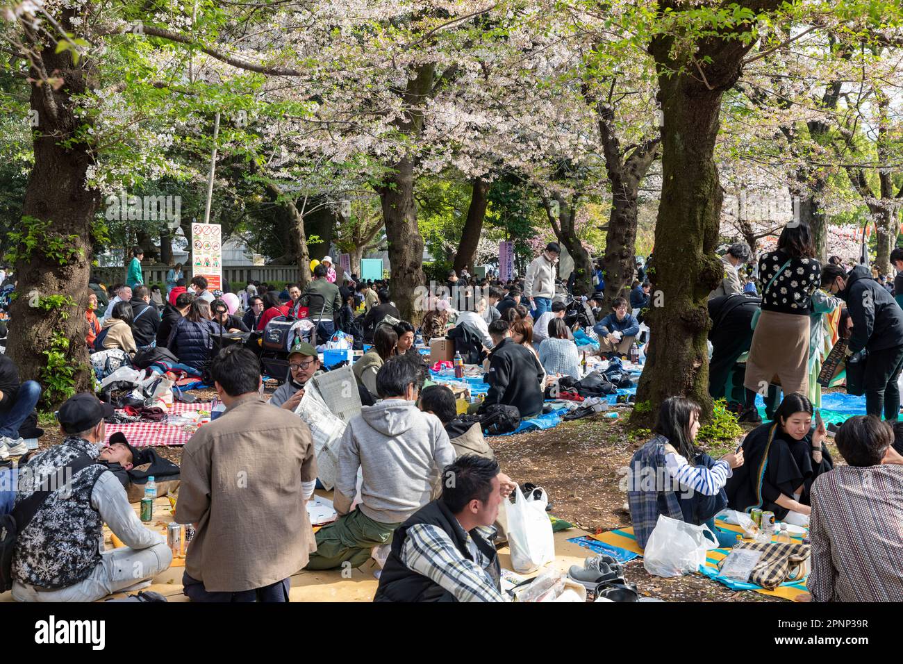 Ueno Park Tokyo, April 2023, crowds family and friends picnic to view ...