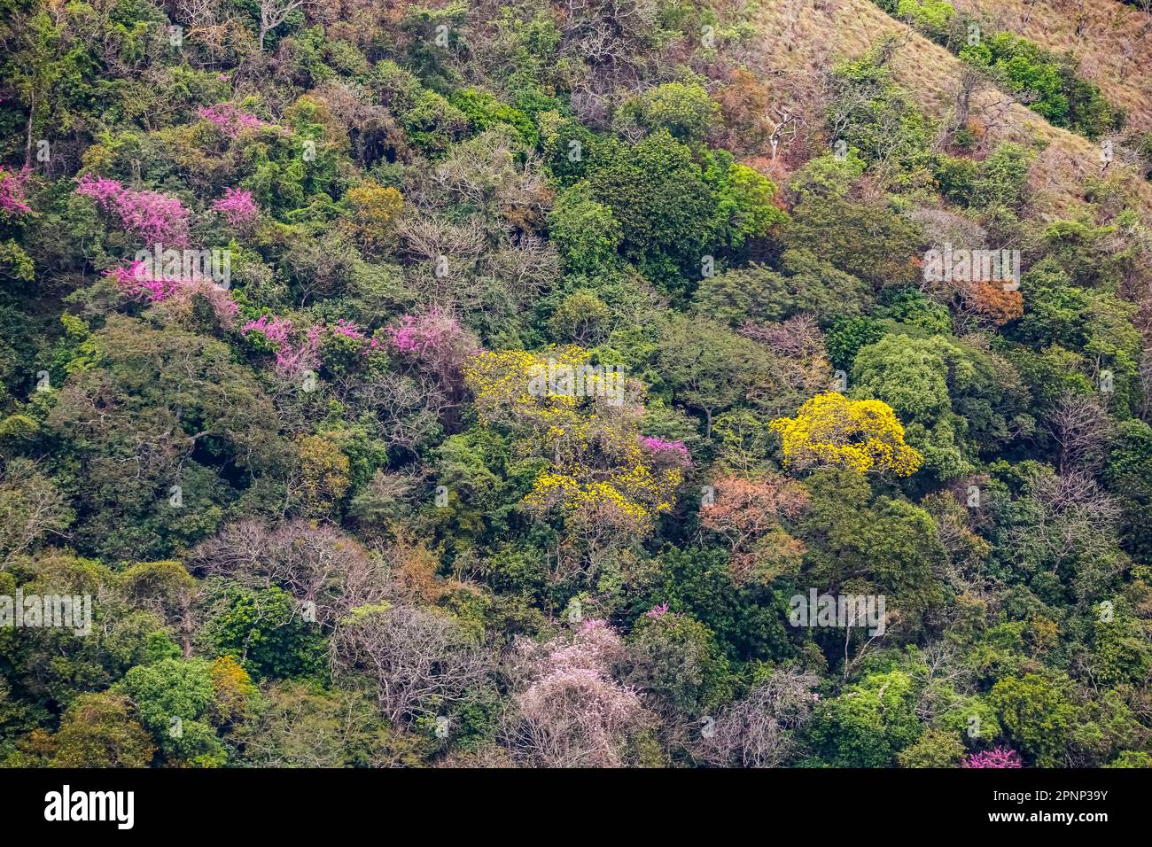 Ipe tree brazil hi-res stock photography and images - Alamy