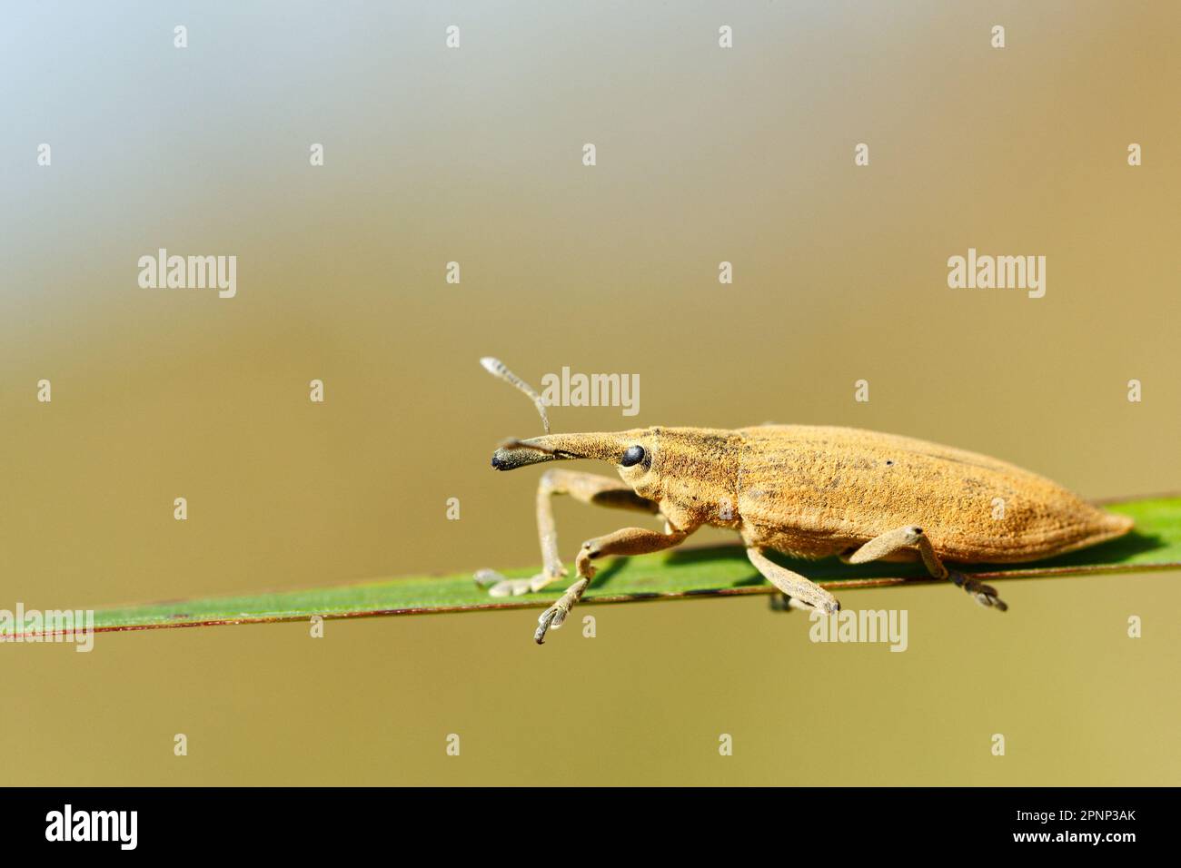 Weevil (Lixus iridis) on a wild meadow Stock Photo - Alamy