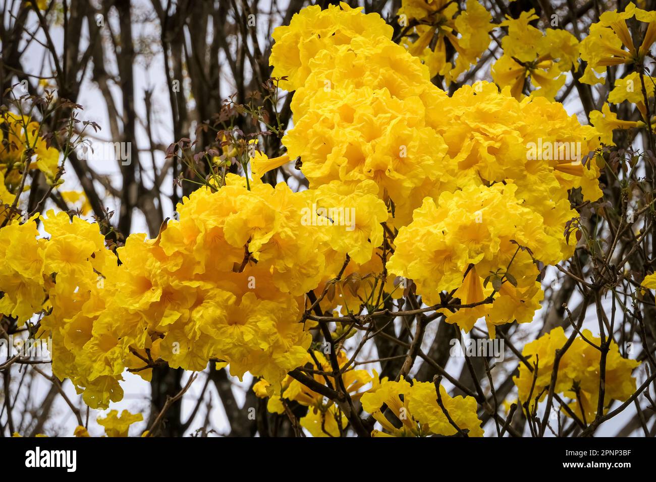 Ipe tree hi-res stock photography and images - Alamy