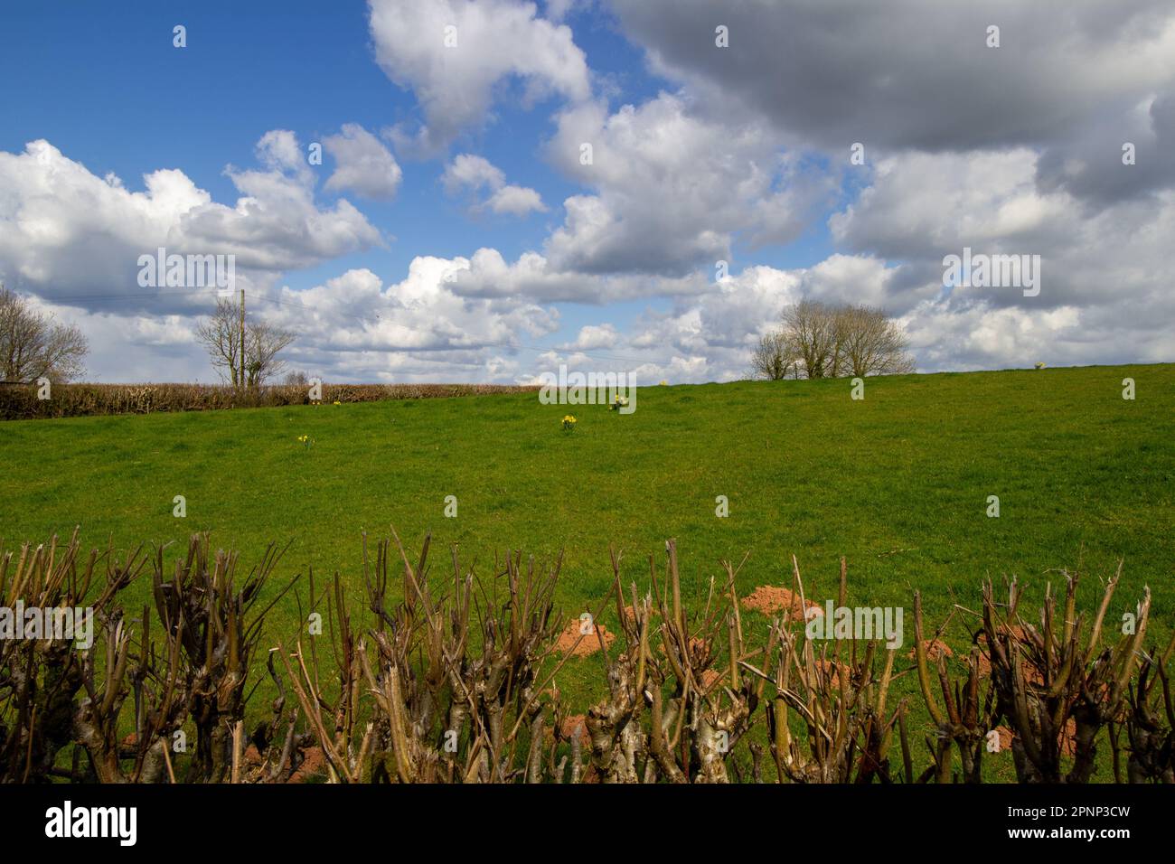 Typical countryside of Devon with green fields, gentle hills with ...