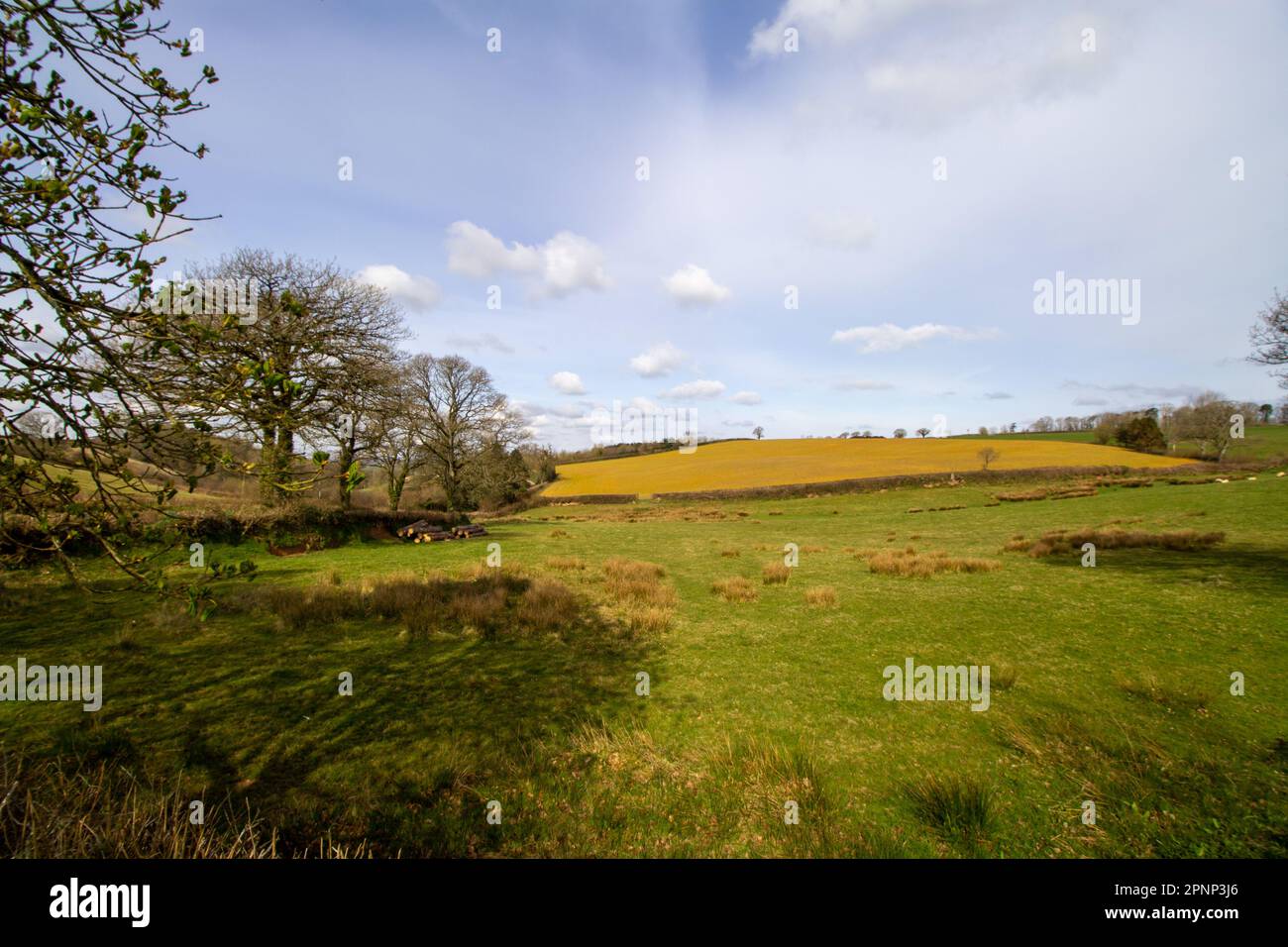 Typical countryside of Devon with green fields, gentle hills with ...