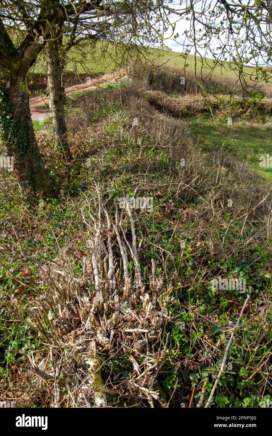 Typical countryside of Devon with green fields, gentle hills with ...