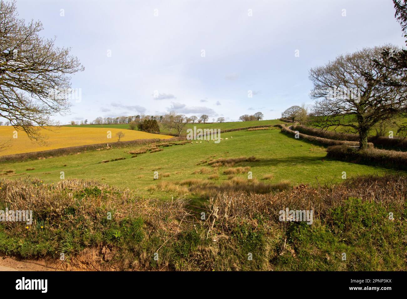 Typical countryside of Devon with green fields, gentle hills with ...