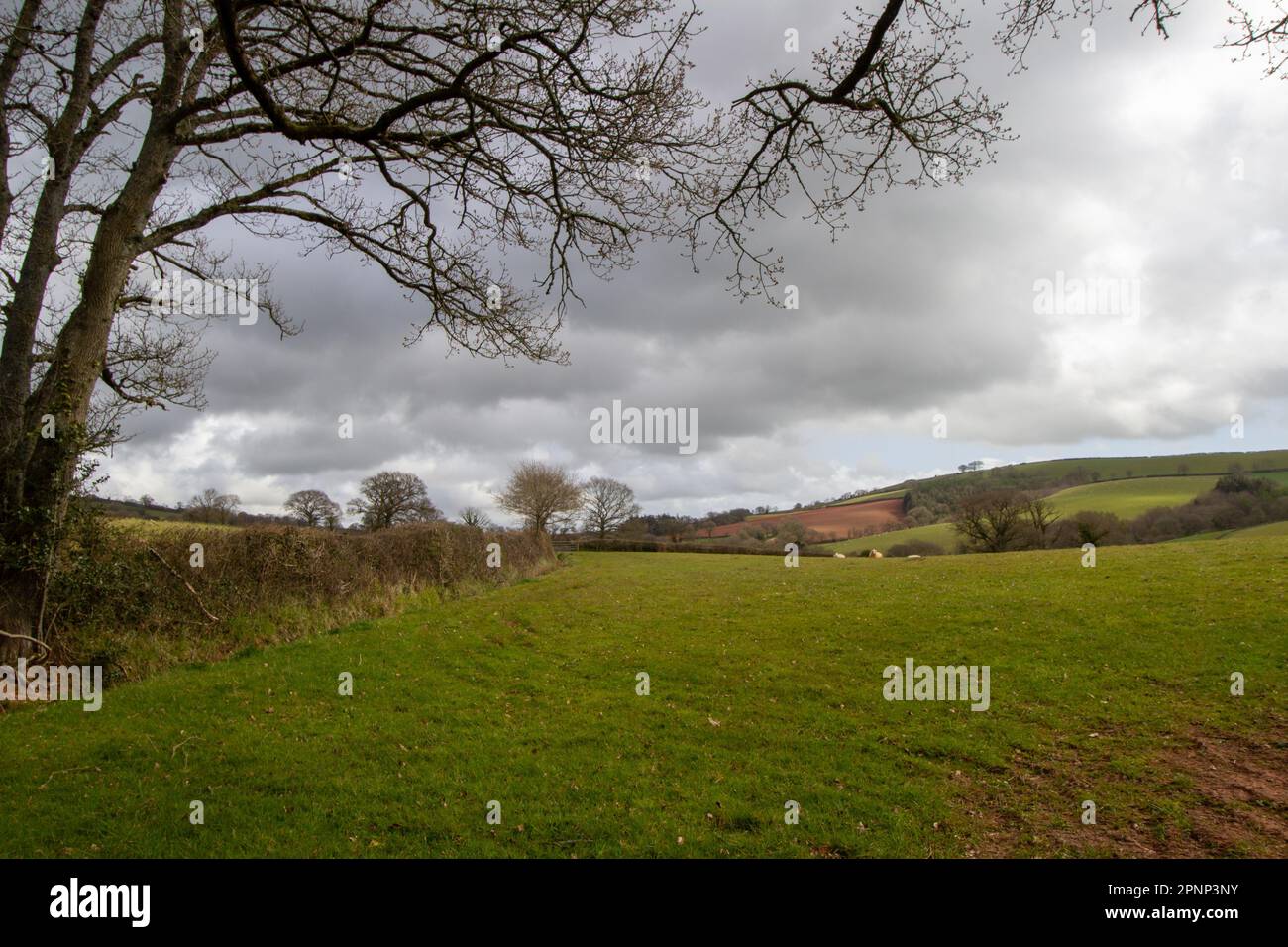 Typical countryside of Devon with green fields, gentle hills with ...