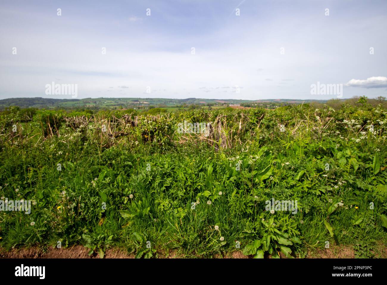 typical Devon bank with small wild flowers and lush green leaves with ...