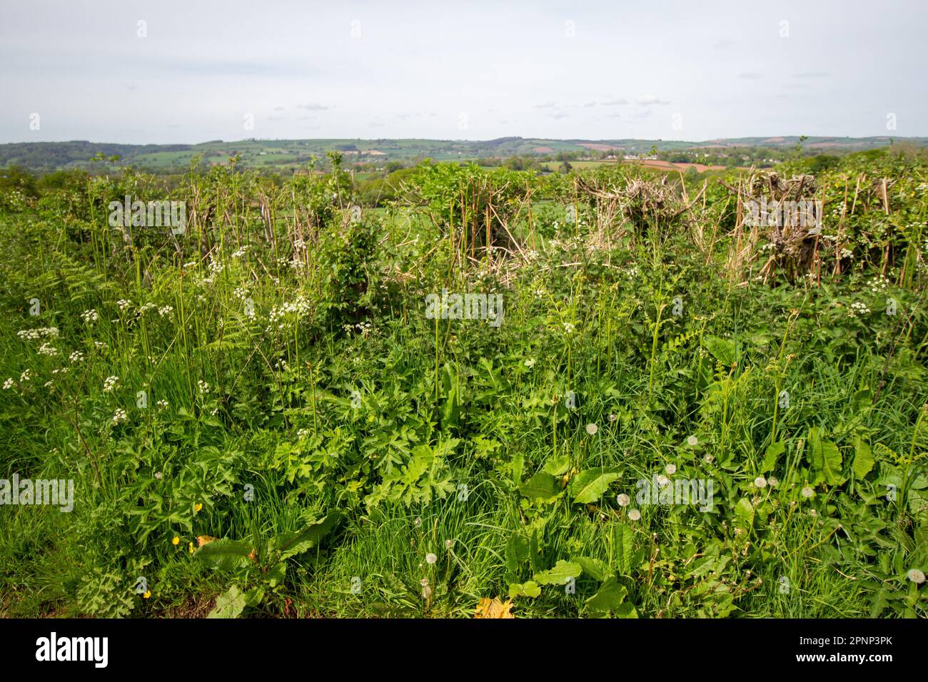typical Devon bank with small wild flowers and lush green leaves with ...