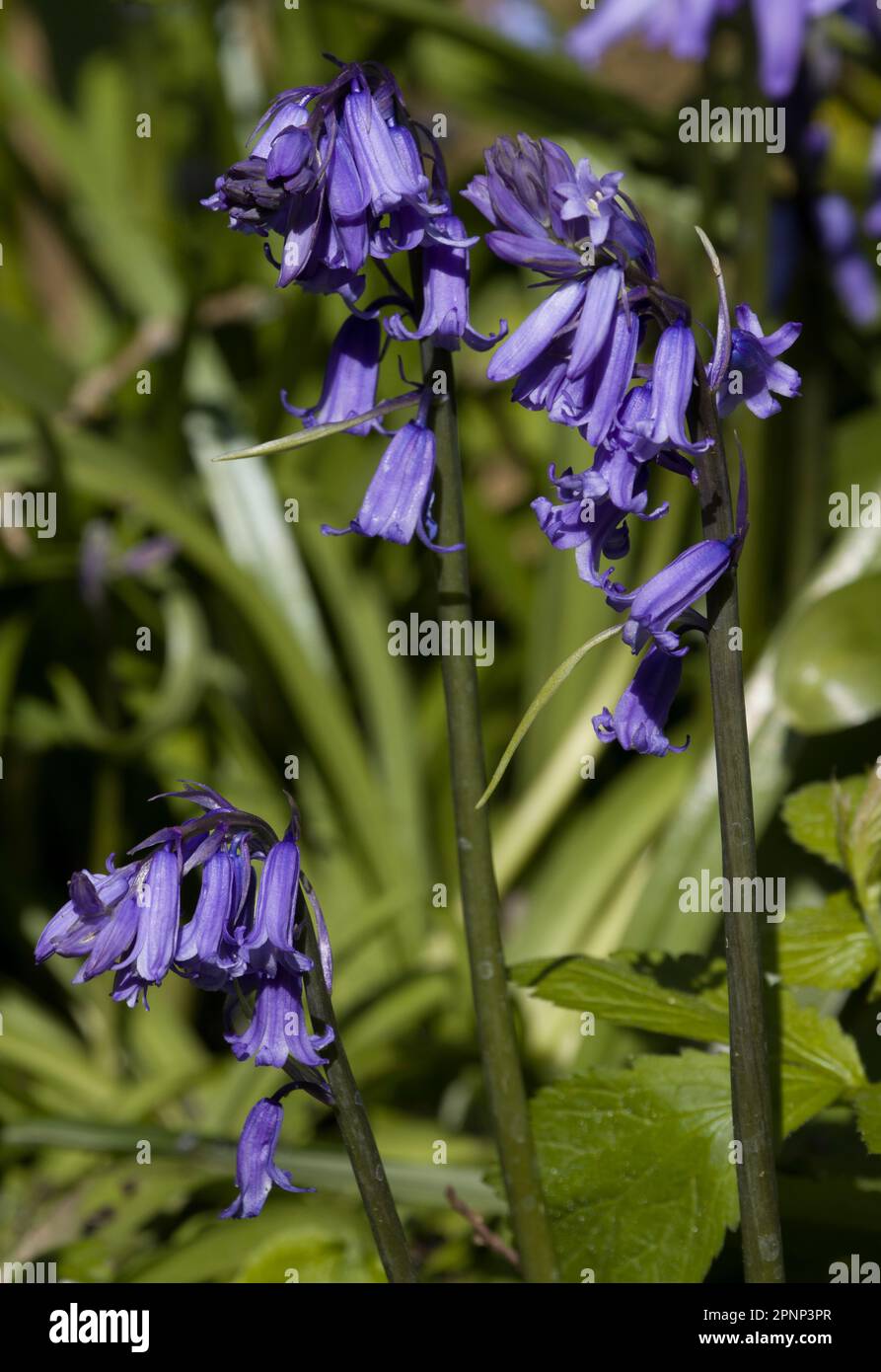 Bluebells Spring Flower Stock Photo - Alamy
