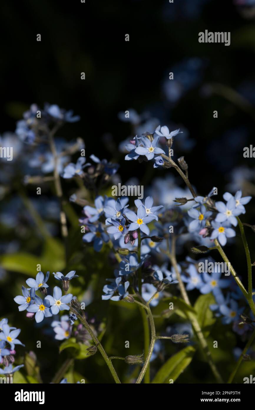British biodiversity hi-res stock photography and images - Alamy