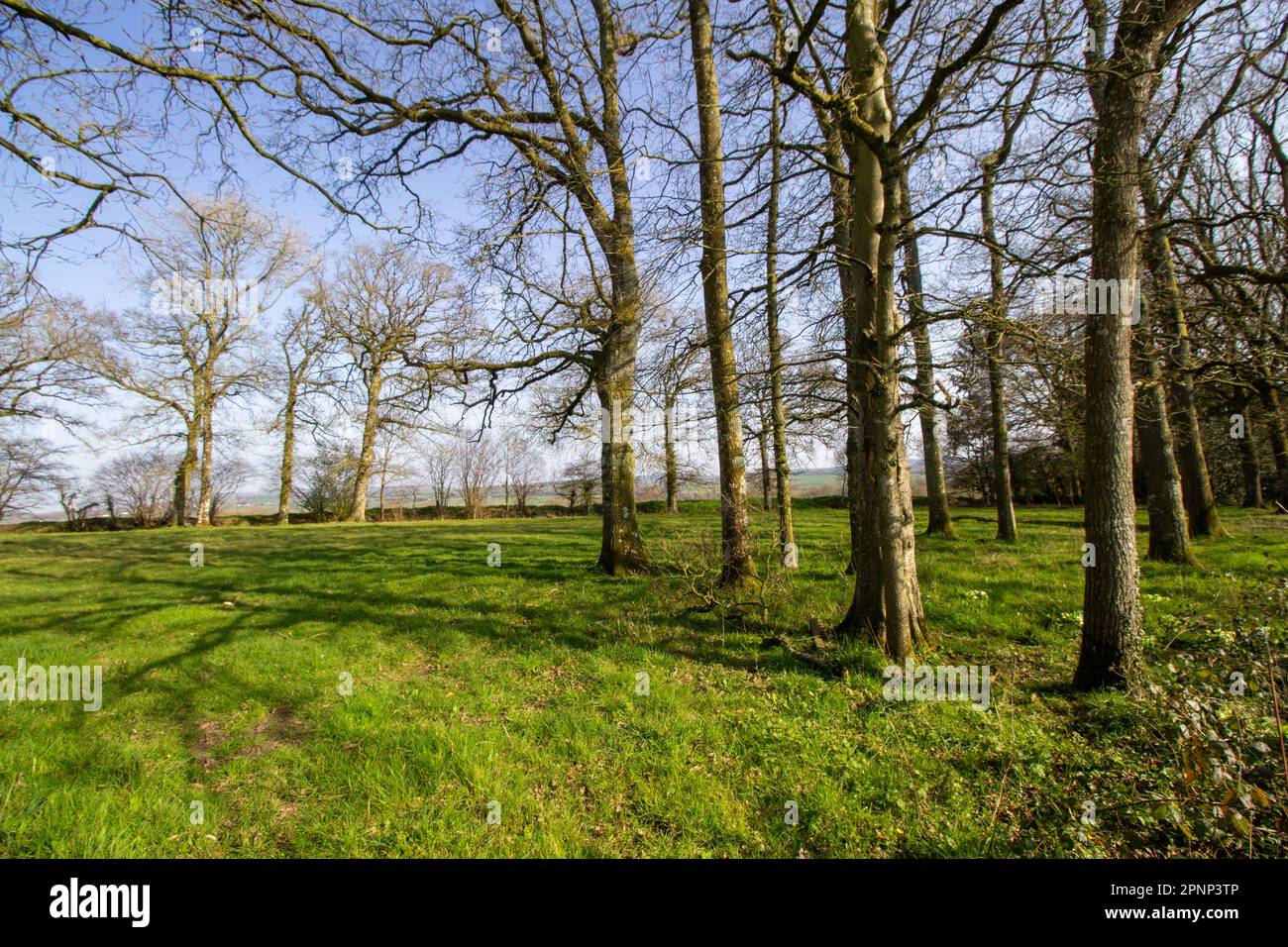 typical Devon grazing fields in Winter with hedges and trees with a ...