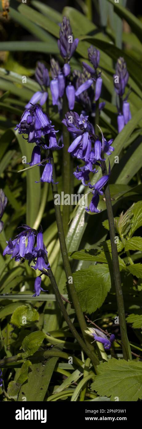 Bluebells Spring Flower Stock Photo - Alamy