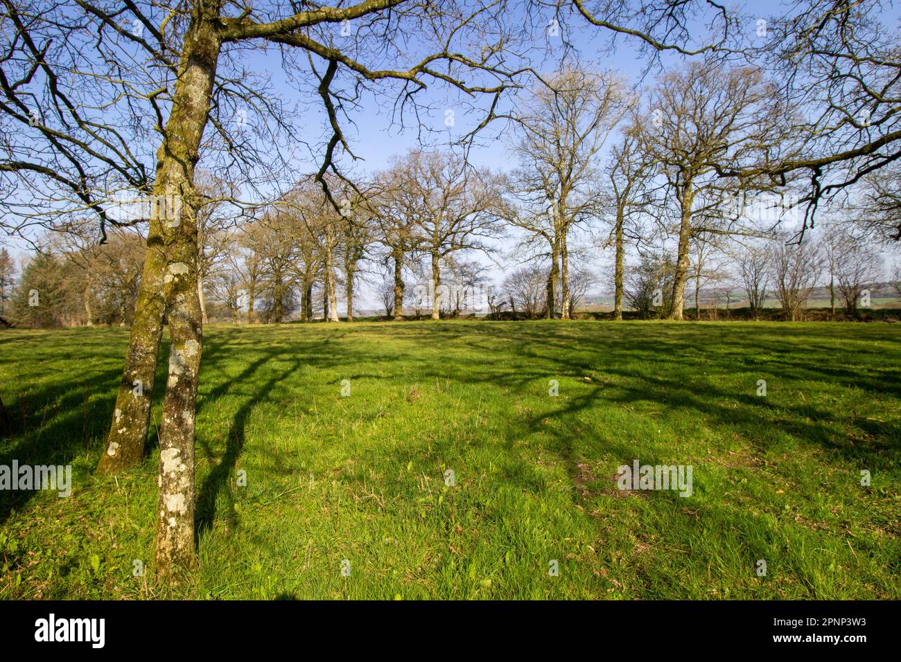 typical Devon grazing fields in Winter with hedges and trees with a ...