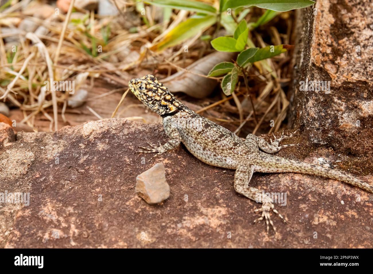Amazon Lava Lizard sitting on a flat red rock, view from side back ...