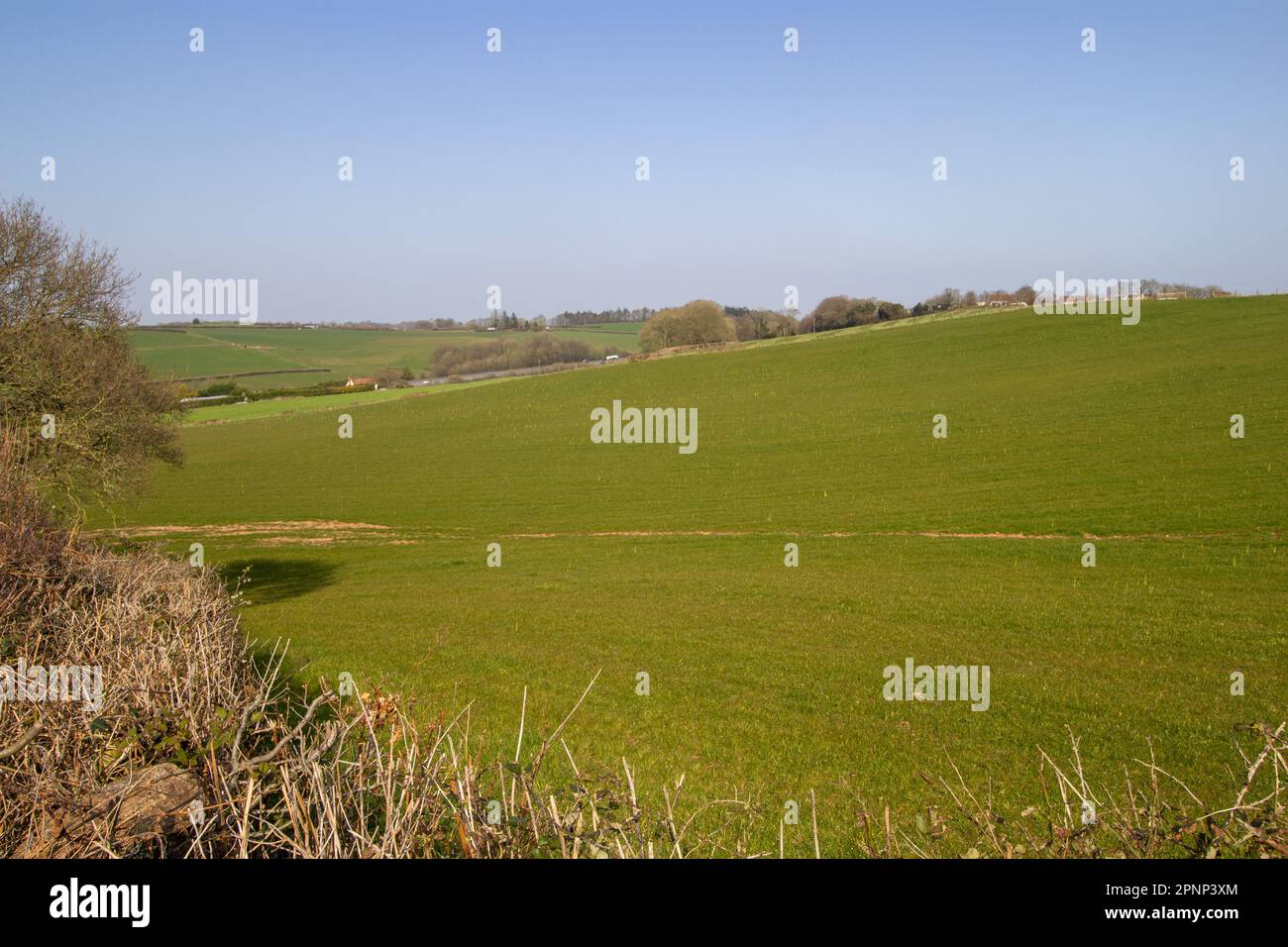typical Devon grazing fields in Winter with hedges and trees with a ...