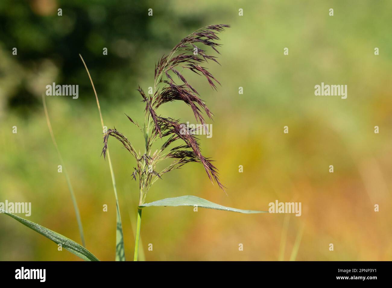 upright common reed (Phragmites australis) flower head isolated on a ...