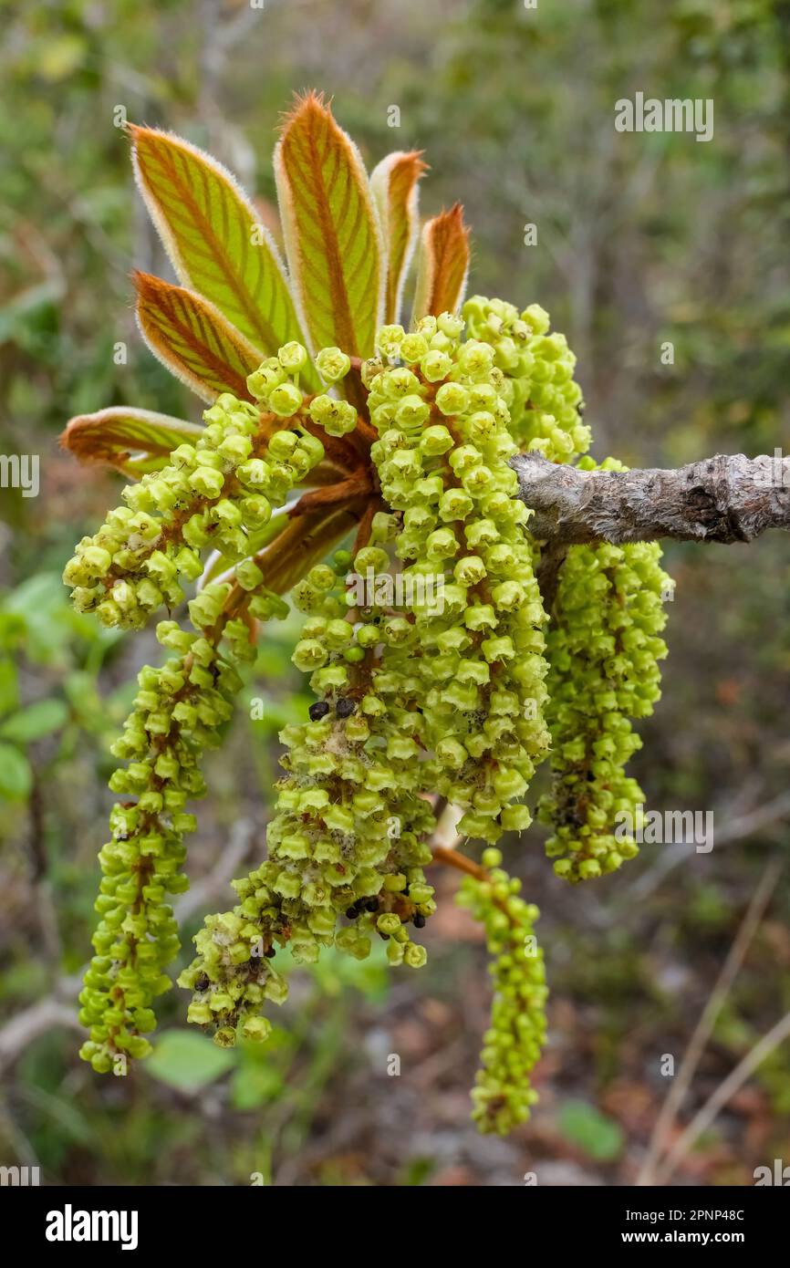 Close-up of a flowering plant with small blossoms hanging down in ...