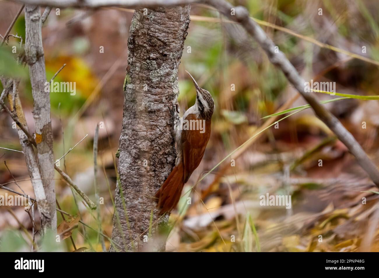 Brazilian insects hi-res stock photography and images - Alamy