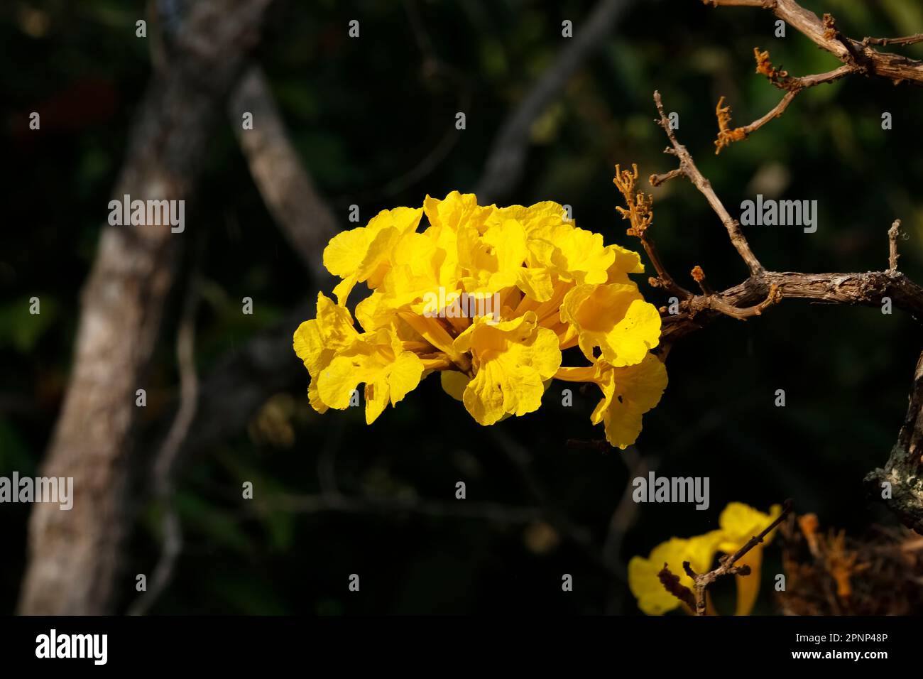 Close-up of a yellow Ipè tree blossom in sunshine against dark natural ...