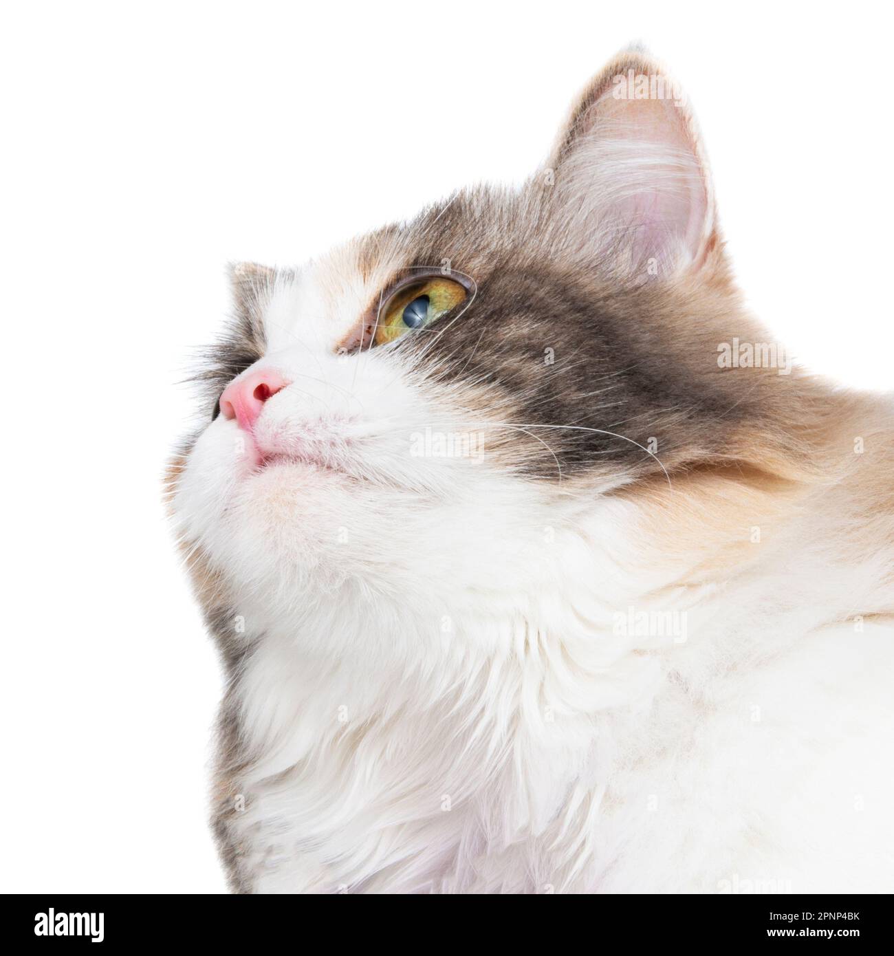 Funny fluffy forest cat bright color isolated on the white background ...